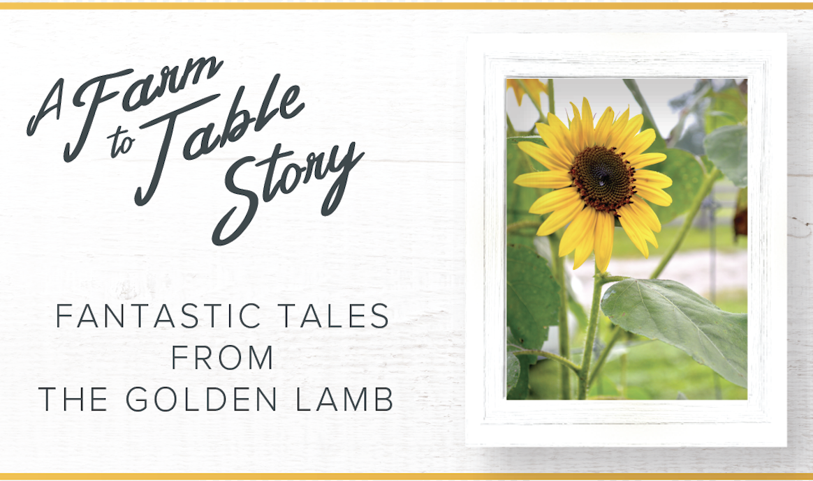 The Golden Lamb: From Farm to Table.. With a Small Hollywood Detour